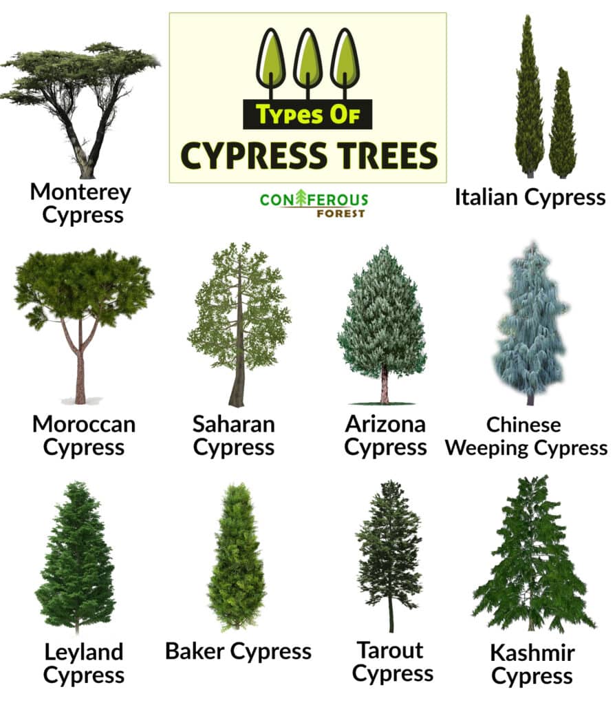 Cypress VS Cedar: Which is Best for You? » Brazilian Lumber